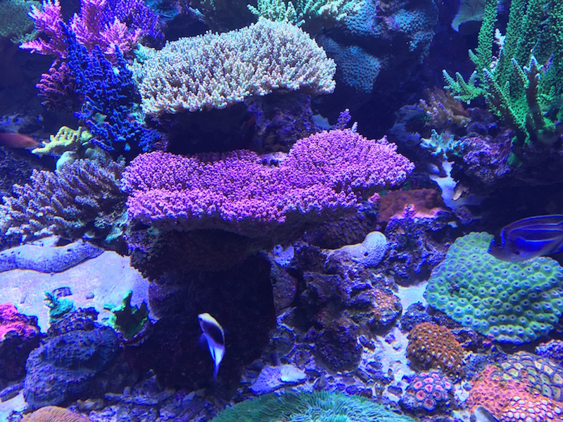 The madness of Photoshop corals | Reef Builders | The Reef and ...