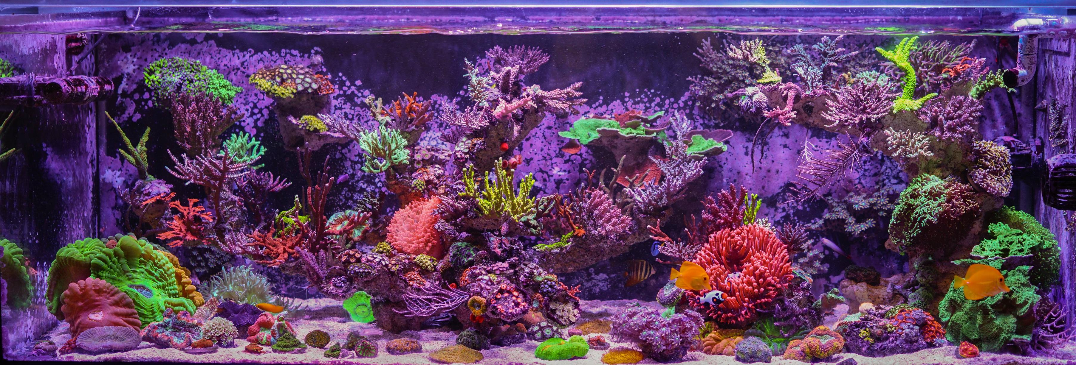 Jourdy’s 90 Gallon reef tank will add a burst of color to your day ...