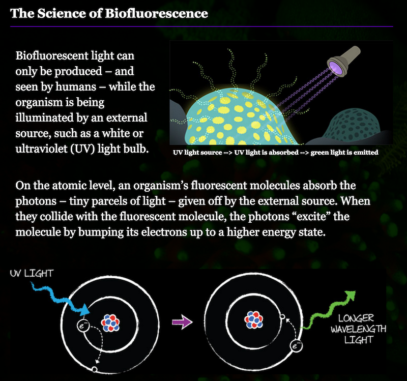 Fluorescent Fridays - Explore a fluorescent coral reef with Luminescent ...