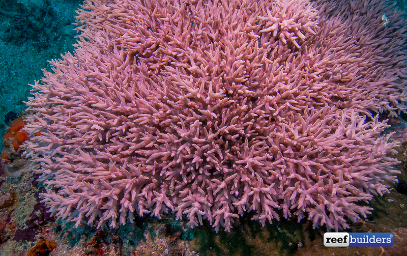 Pink Acropora jacquelineae discovered in Raja Ampat | Reef Builders ...