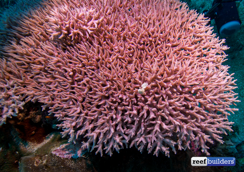 Pink Acropora jacquelineae discovered in Raja Ampat | Reef Builders ...