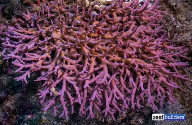 ‘Red’ Acropora suharsonoi discovered in central Indonesia | Reef ...