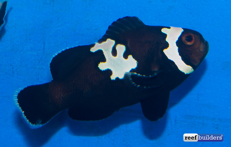 Black Lightning Clownfish from Alpha Aquaculture | Reef Builders | The ...