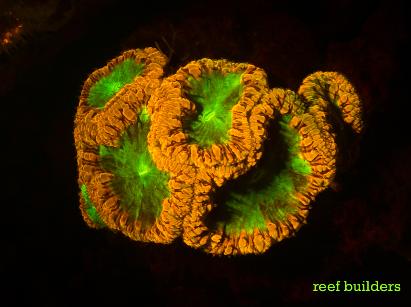 Fluorescent Friday: Blastomussa edition | Reef Builders | The Reef and ...