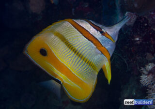 Category: butterflyfish | Reef Builders | The Reef and Saltwater ...
