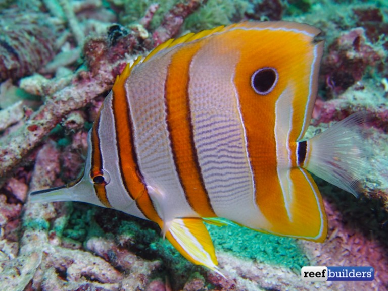 First Video of the Unique Copperband Butterflyfish of Raja Ampat | Reef ...