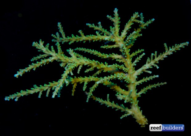 A parade of Bali deepwater acropora | Reef Builders | The Reef and ...