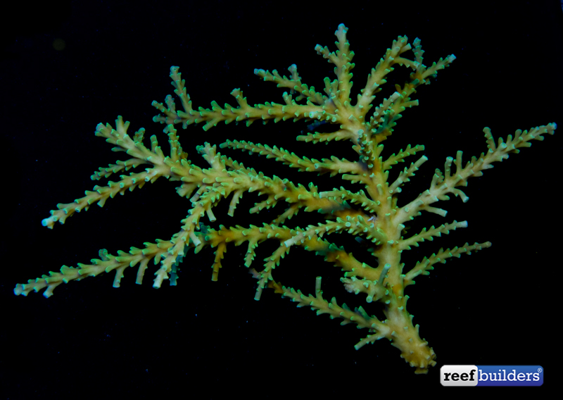 A parade of Bali deepwater acropora | Reef Builders | The Reef and ...