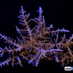 Acropora walindii, another deep water SPS jewel | Reef Builders | The ...