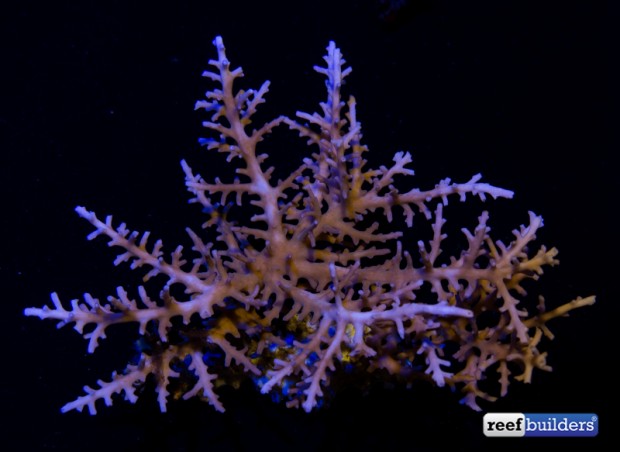 A parade of Bali deepwater acropora | Reef Builders | The Reef and ...
