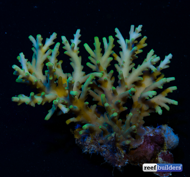 A parade of Bali deepwater acropora | Reef Builders | The Reef and ...