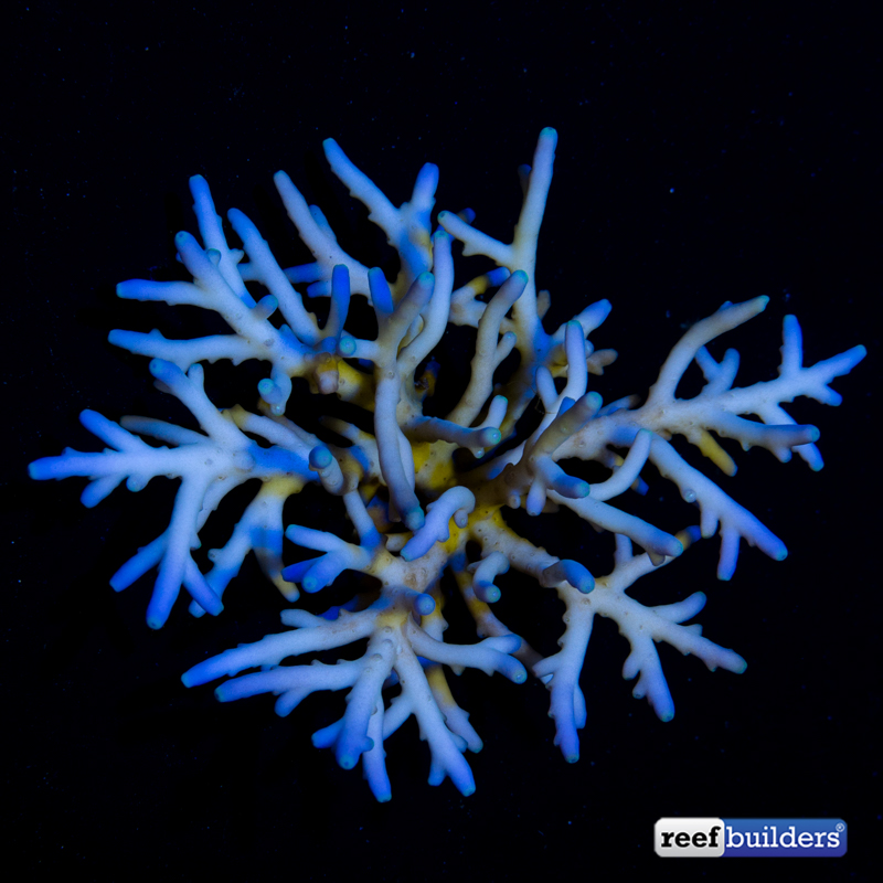 A parade of Bali deepwater acropora | Reef Builders | The Reef and ...