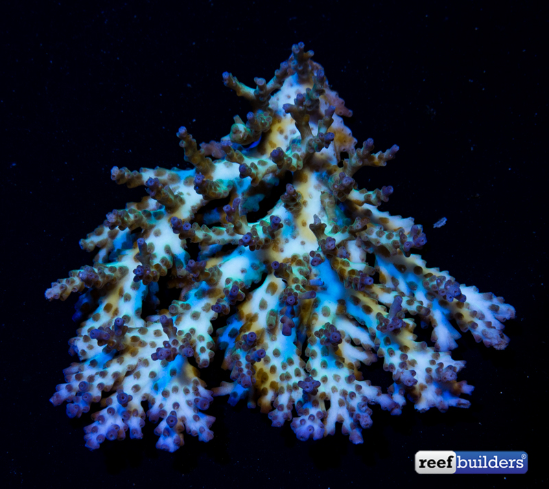 A parade of Bali deepwater acropora | Reef Builders | The Reef and ...