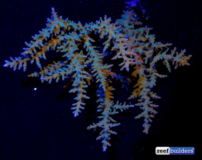 A parade of Bali deepwater acropora | Reef Builders | The Reef and ...