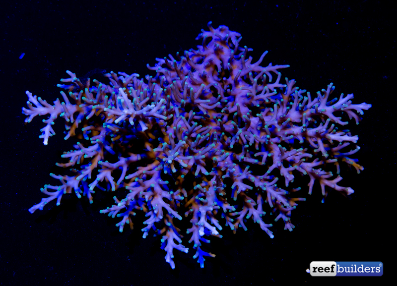 A parade of Bali deepwater acropora | Reef Builders | The Reef and ...