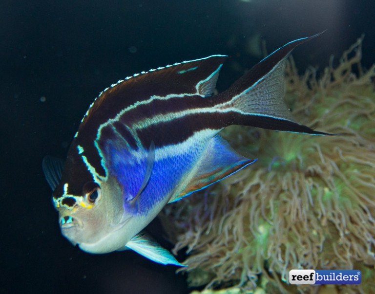 Aberrant ‘Superfemale’ Bellus angelfish | Reef Builders | The Reef and ...