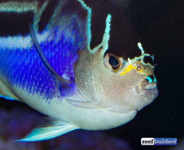 Aberrant ‘Superfemale’ Bellus angelfish | Reef Builders | The Reef and ...
