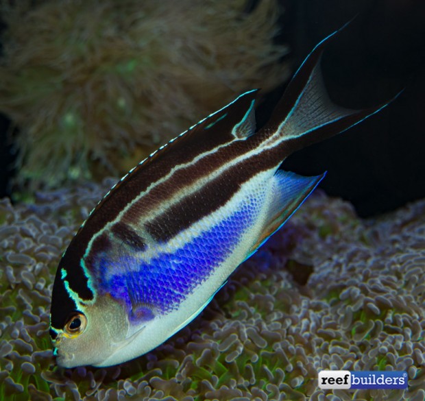 Aberrant ‘Superfemale’ Bellus angelfish | Reef Builders | The Reef and ...