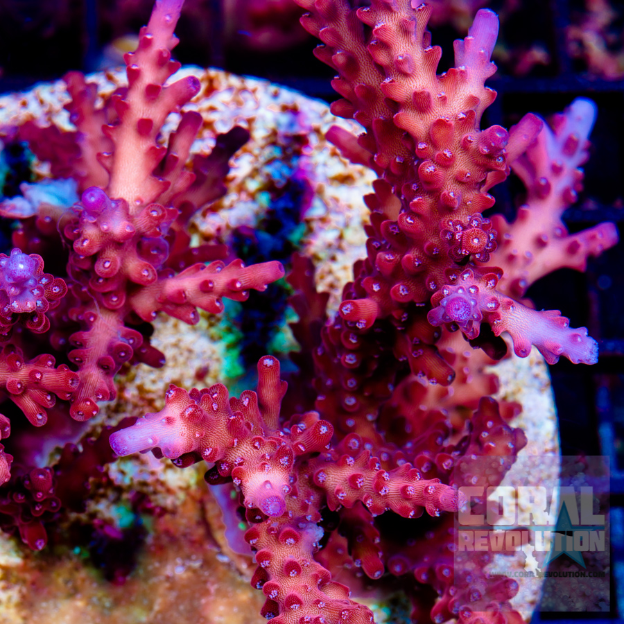 The unique colors of indonesian acropora | Reef Builders | The Reef and ...