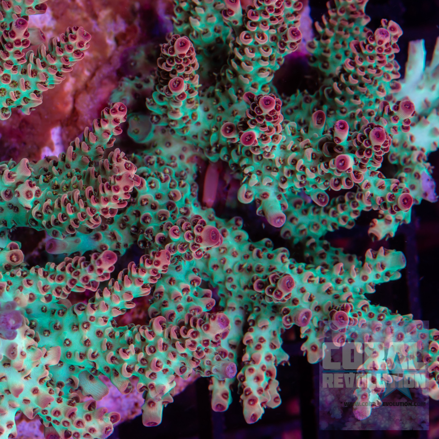 The unique colors of indonesian acropora | Reef Builders | The Reef and ...