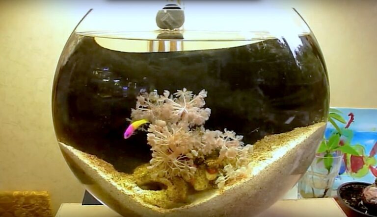 Jean Jaubert’s ‘perfect’ 5 liter reef bowl ecosystem | Reef Builders ...