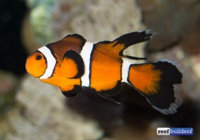 What do you think about Longfin Clownfish? | Reef Builders | The Reef ...