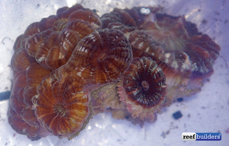 6-headed Cynarina is a freak of nature | Reef Builders | The Reef and ...