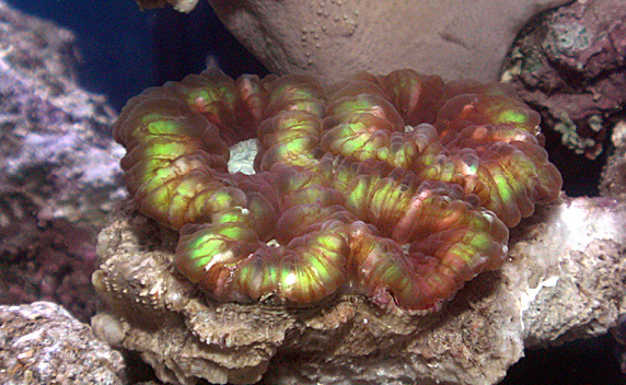 6-headed Cynarina is a freak of nature | Reef Builders | The Reef and ...