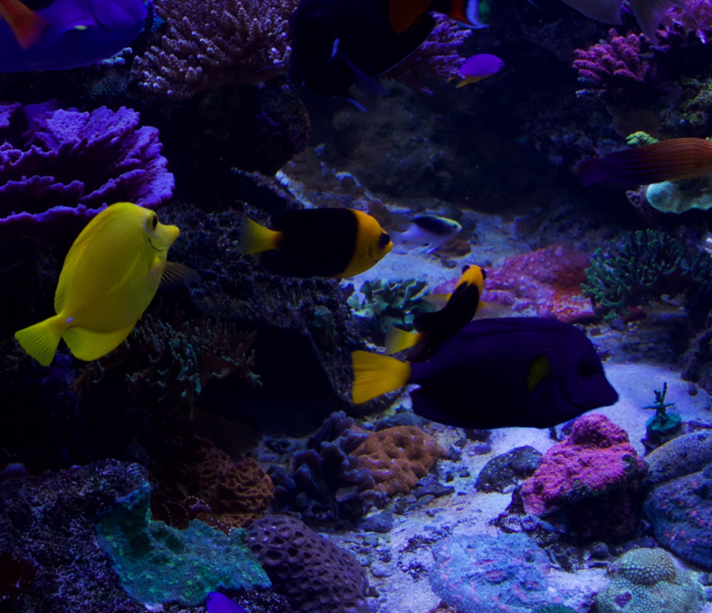 New Year’s Resolutions for all aquarium keepers | Reef Builders | The ...