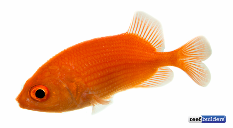 Plectrypops, the binocular fish that looks back at you | Reef Builders ...