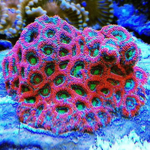 UFO Rainbow Micromussa from ReefMaster Indonesia | Reef Builders | The ...