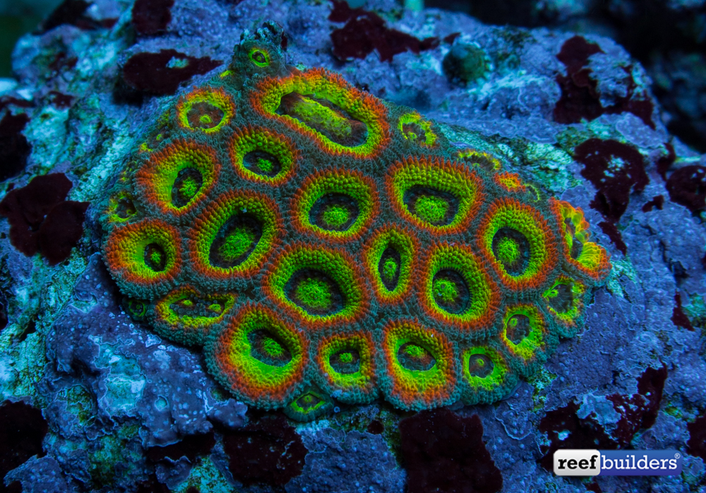 UFO Rainbow Micromussa from ReefMaster Indonesia | Reef Builders | The ...