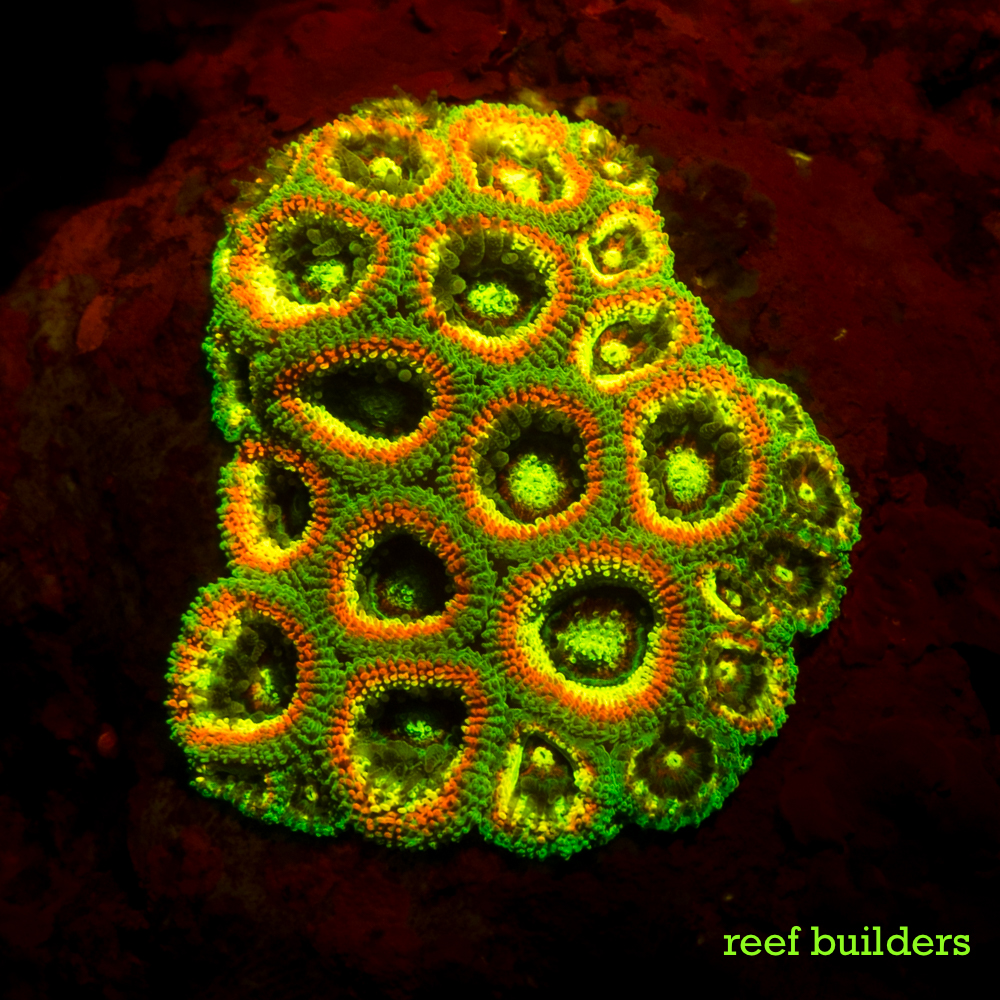 UFO Rainbow Micromussa from ReefMaster Indonesia | Reef Builders | The ...