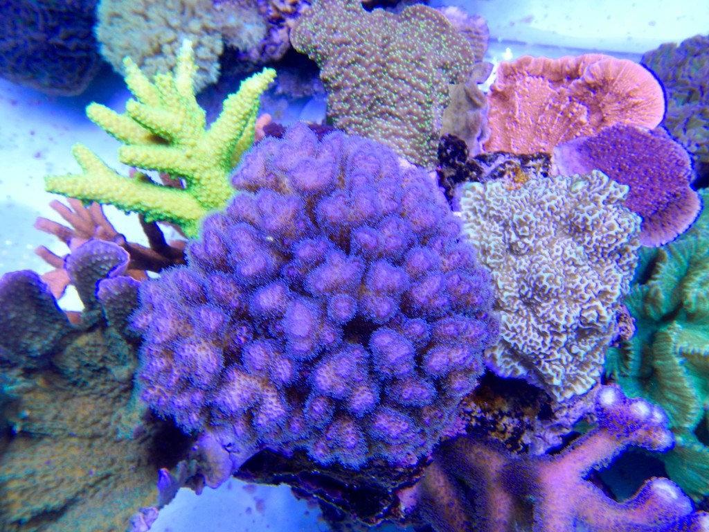 Utopya is the newest LED light from XAQUA | Reef Builders | The Reef ...