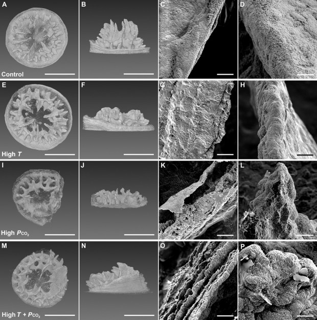 Acidic oceans, not warmer oceans are making it harder for baby corals ...