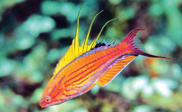 Paracheilinus alfiani, P. paineorum & P. xanthocirritus, three new ...