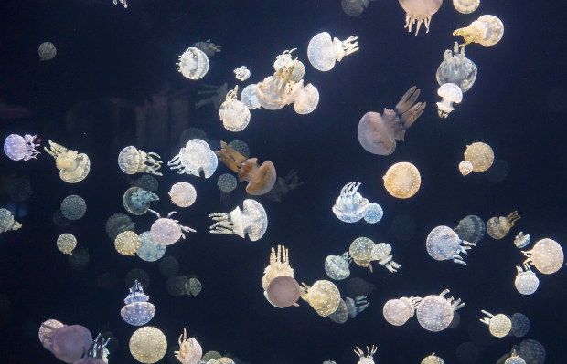 Take a peek into the lives of Jellyfish with the Vancouver Aquarium ...