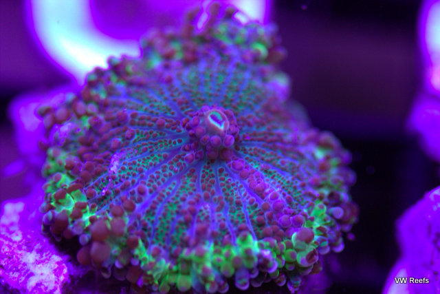 Sneak peek of some of the hot livestock coming to ReefStock 2016 | Reef ...