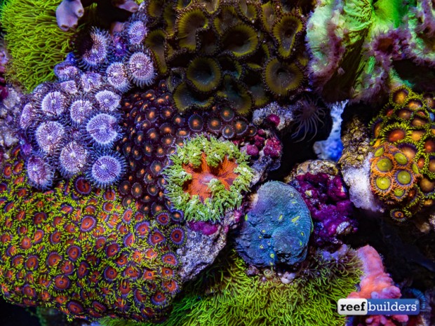 An explosion of color in Aqua Medic USA’s Cubicus reef tank | Reef ...