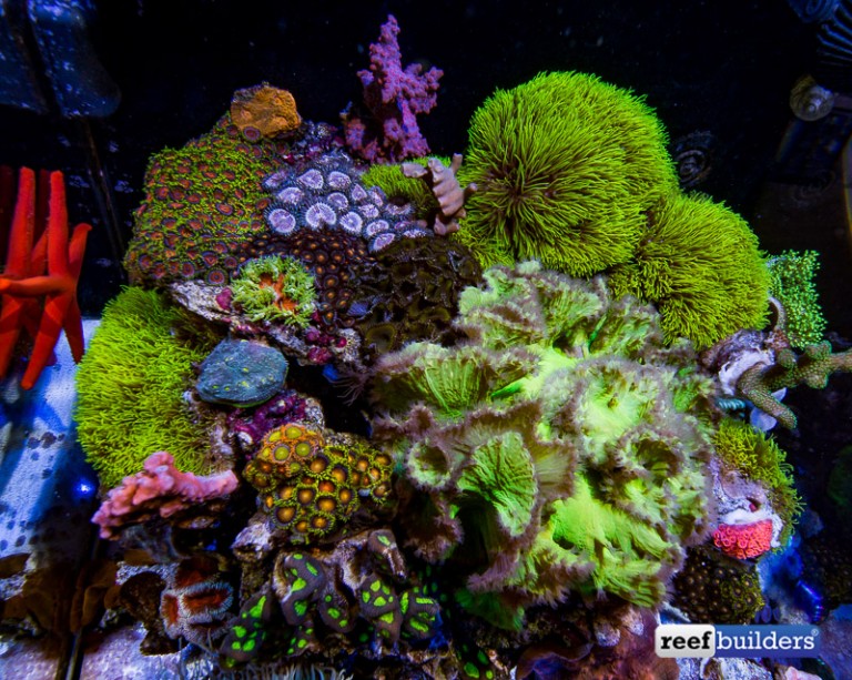 How to Care for Soft Corals | Reef Builders | The Reef and Saltwater ...