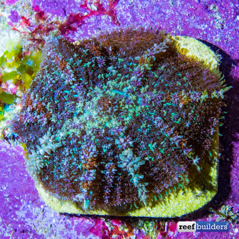 Bounce Shrooms all start out as really nice Rhodactis | Reef Builders ...