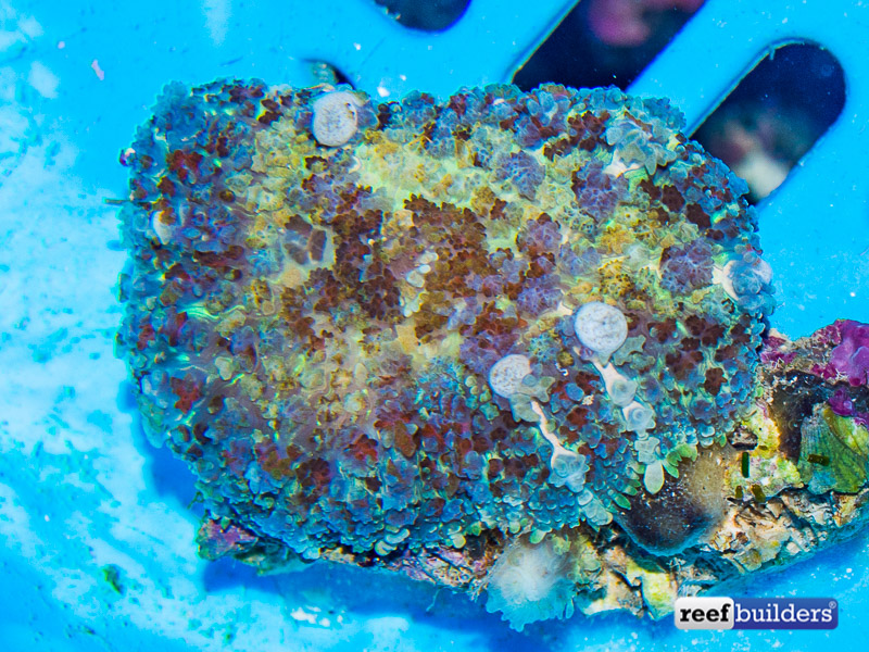 Bounce Shrooms all start out as really nice Rhodactis | Reef Builders ...