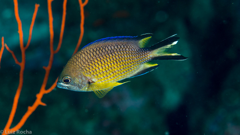 New Chromis species sighted in Principe, East Atlantic Ocean | Reef ...