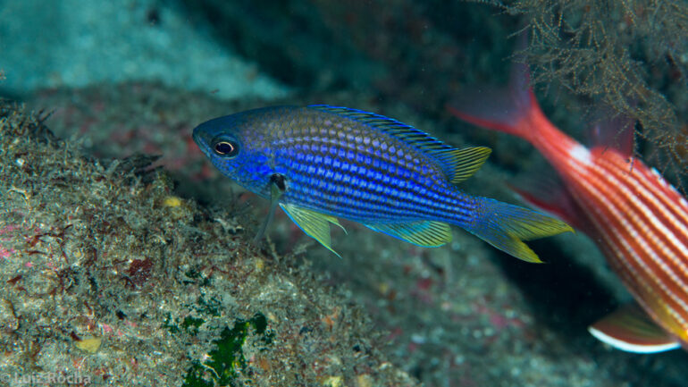 New Chromis species sighted in Principe, East Atlantic Ocean | Reef ...