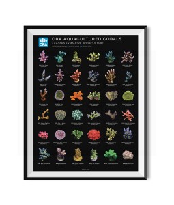 A couple swanky new Coral and Clownfish posters from ORA | Reef ...