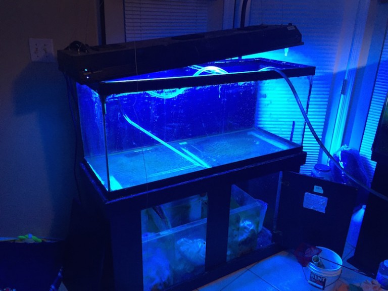 My simply stupid mistakes as a reefkeeper | Reef Builders | The Reef ...