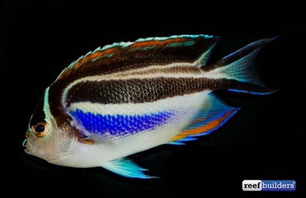 Aberrant ‘Superfemale’ Bellus angelfish | Reef Builders | The Reef and ...