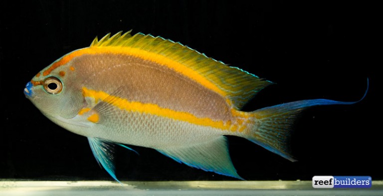 Aberrant ‘Superfemale’ Bellus angelfish | Reef Builders | The Reef and ...