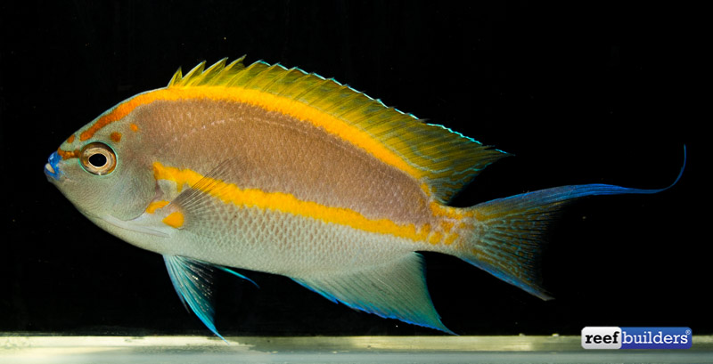 Aberrant ‘Superfemale’ Bellus angelfish | Reef Builders | The Reef and ...