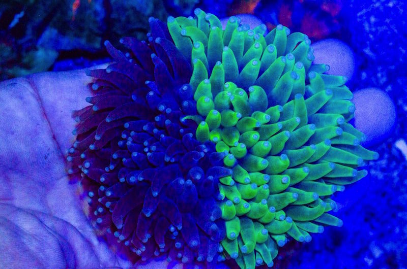 Chimera Heliofungia, a fusion of two long tentacle plate corals | Reef ...